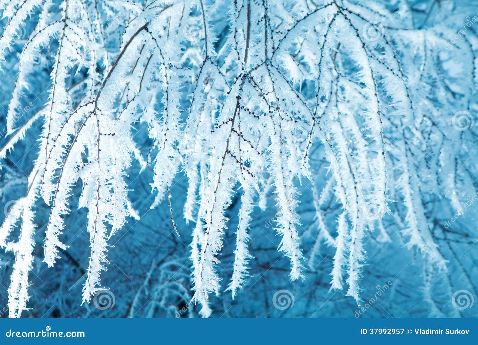 Blue branches stock image. Image of hoarfrost, holiday - 37992957