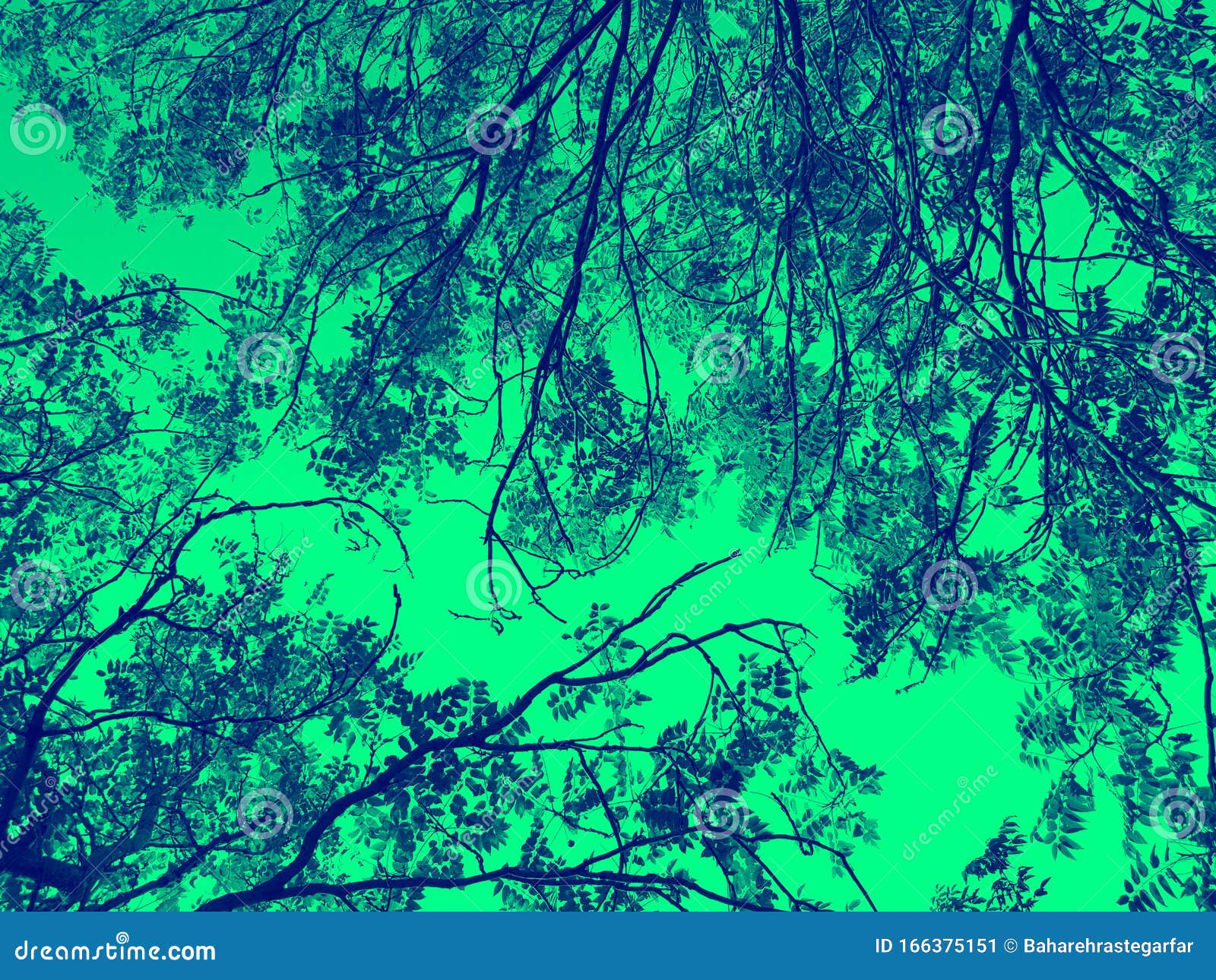 Blue Branches Against Green Sky Background Stock Image - Image of green ...