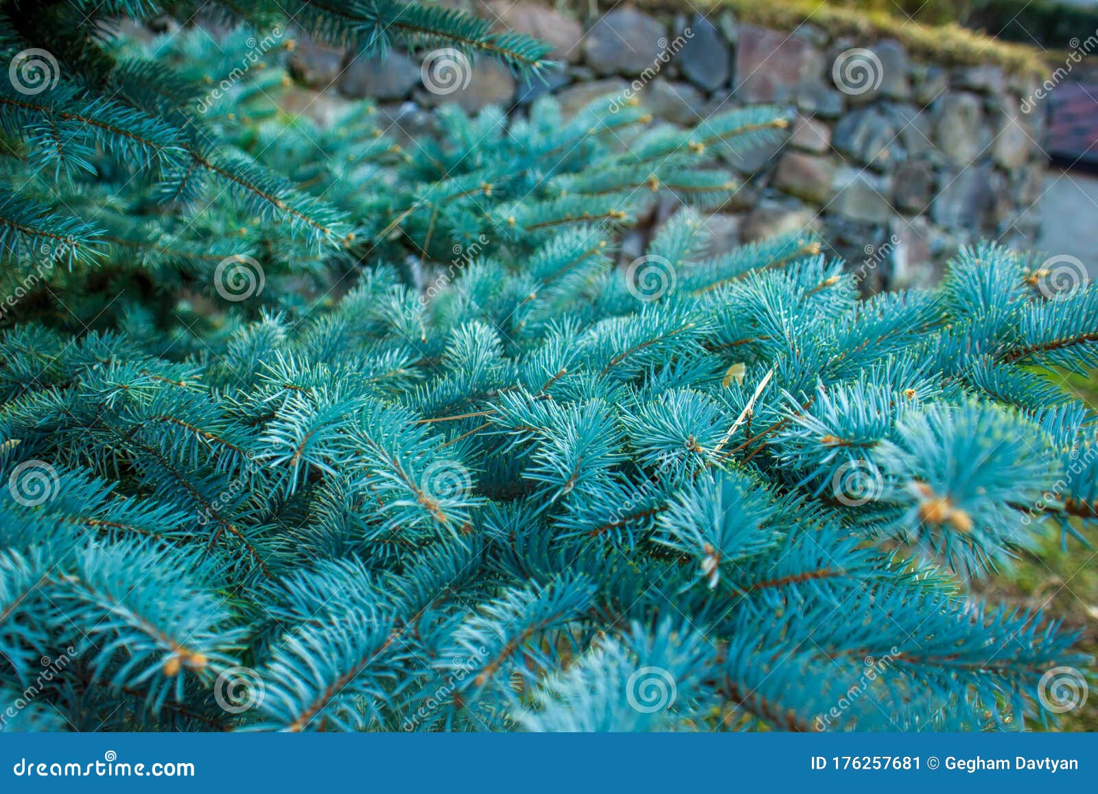Branches of a Pine Tree on Blue Background Stock Image - Image of blur ...