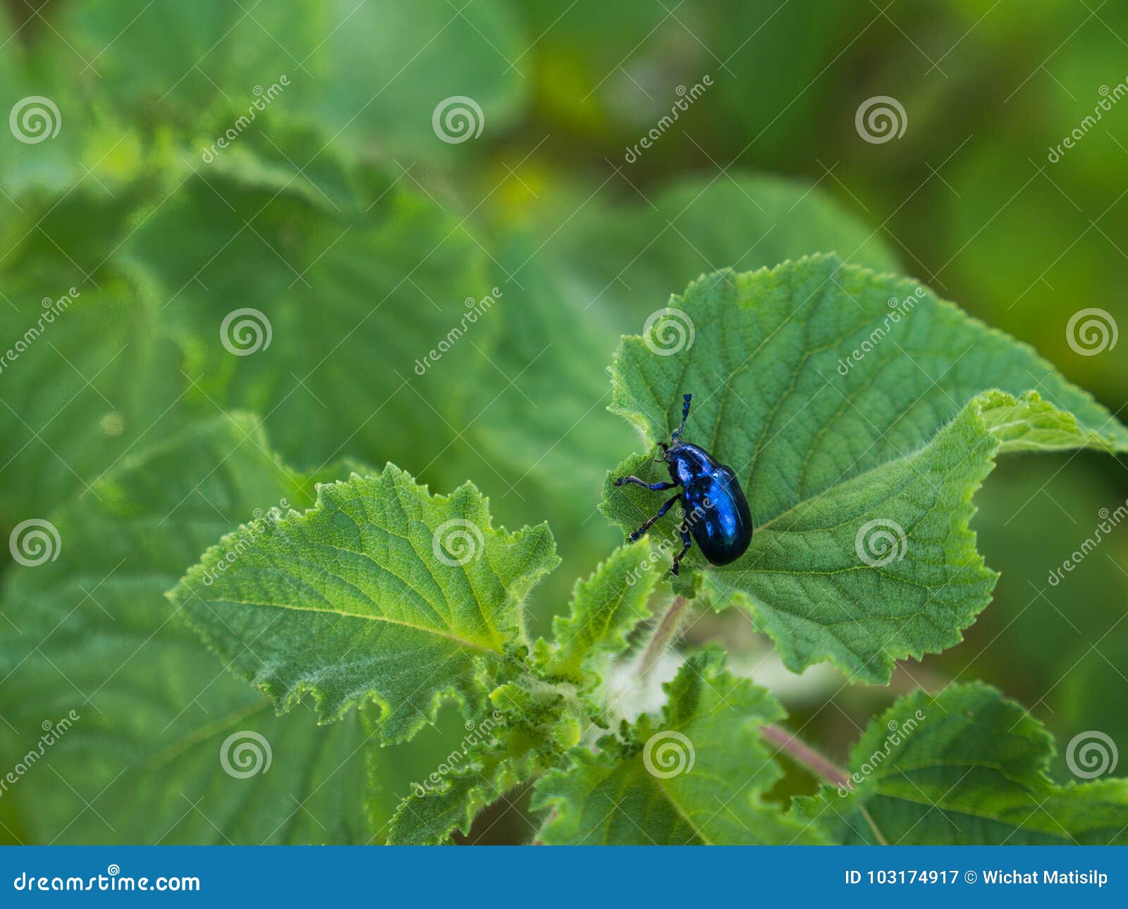 Blue Bright Beetle in the Forest Stock Image - Image of goliathus ...