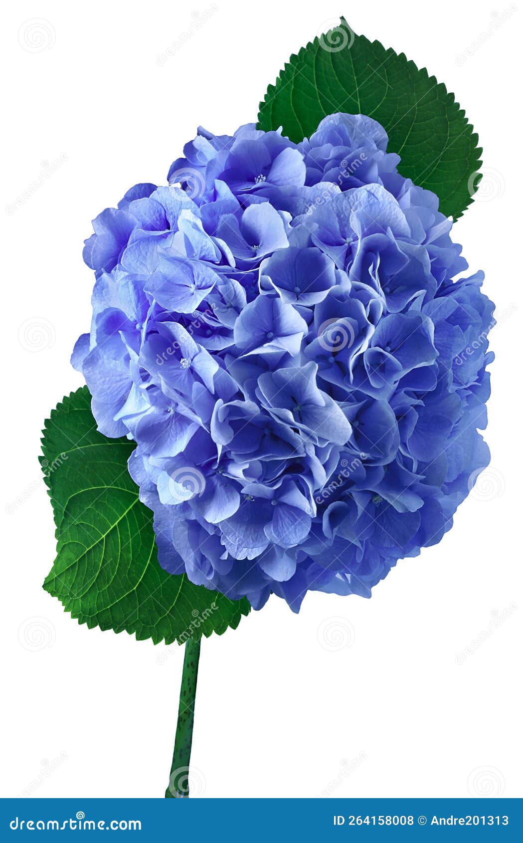 Blue Bright Hydrangea with Leaves on a Stem Isolated on a White ...