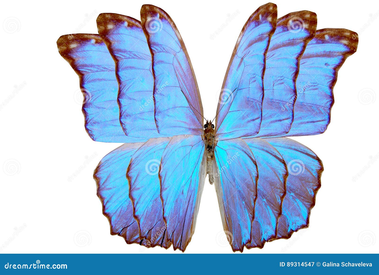 Blue brilliant butterfly stock image. Image of summer - 89314547