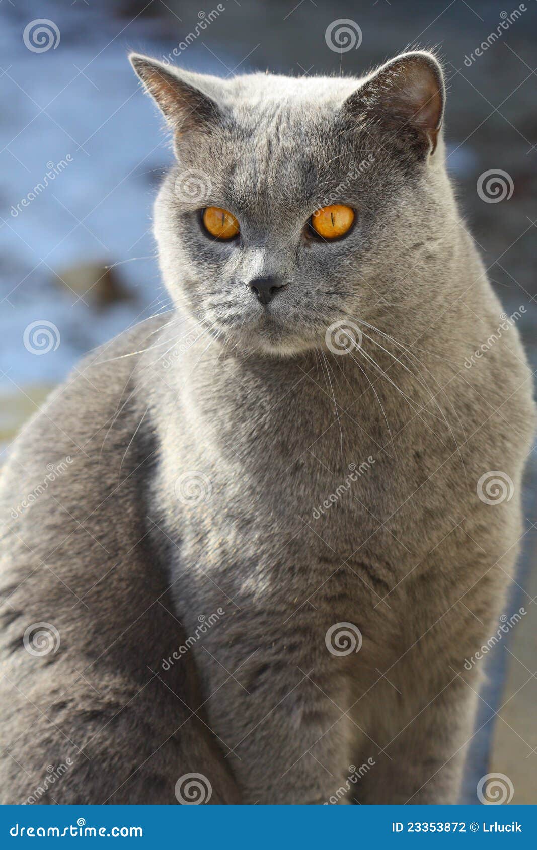 Blue british cat stock photo. Image of short, hair, cute - 23353872