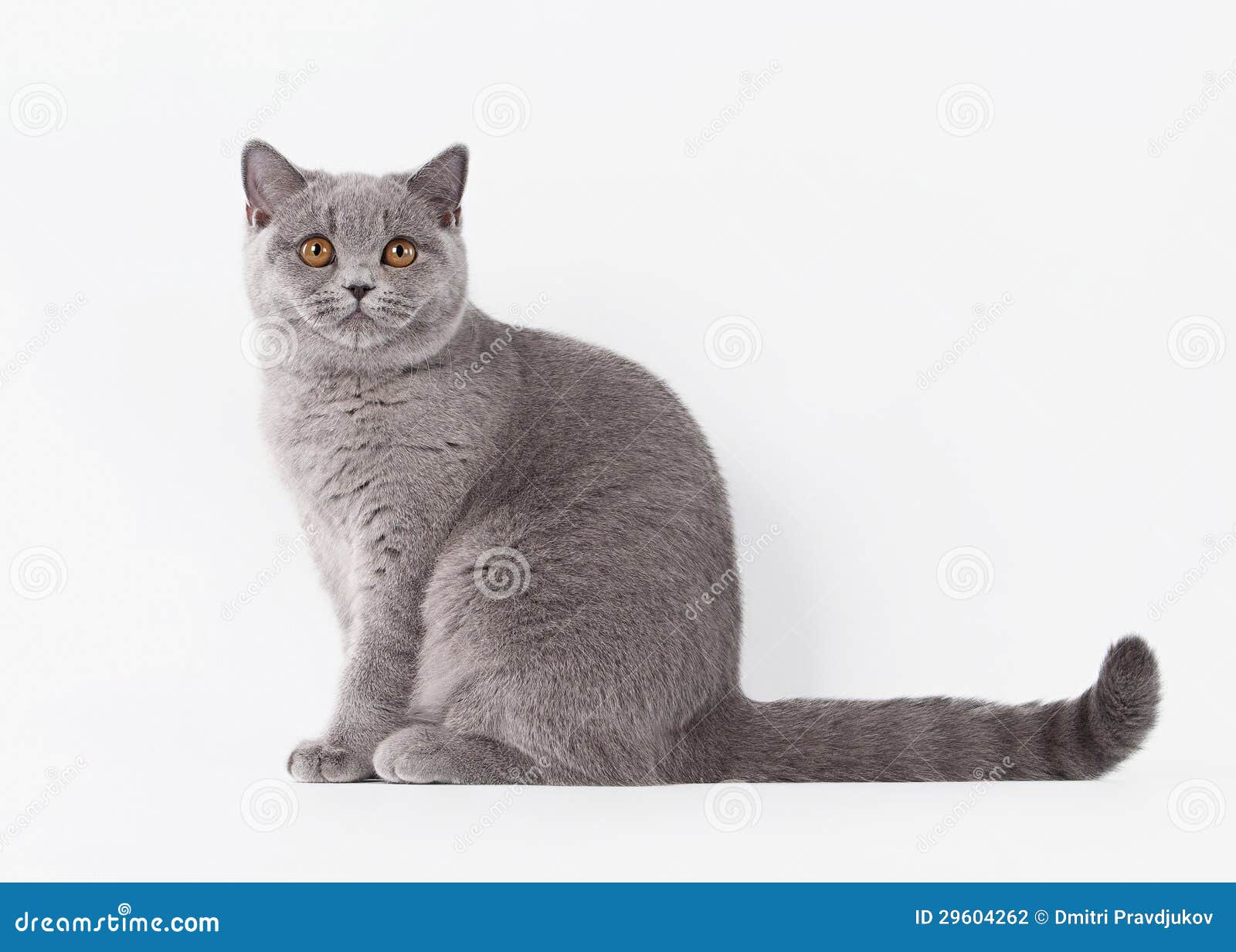Blue British Female Cat on White Background Stock Photo - Image of ...