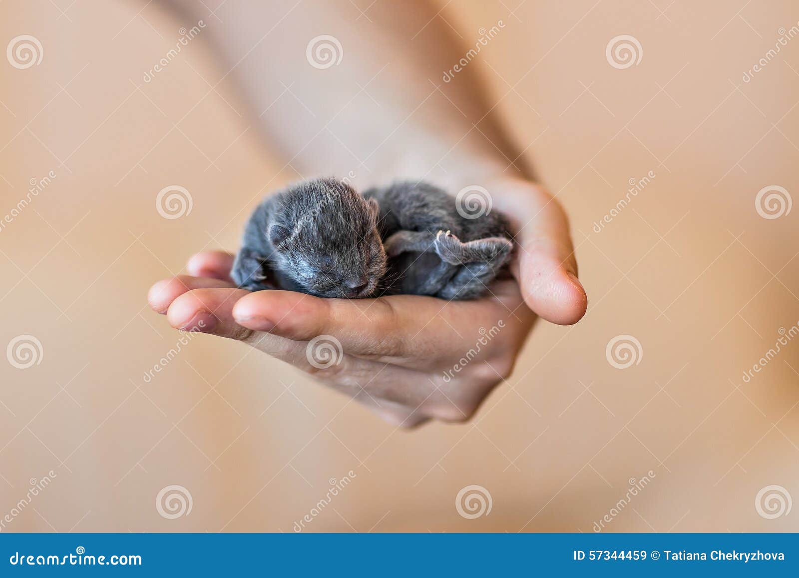 Blue British Kitten in Men S Hand Stock Image - Image of born ...
