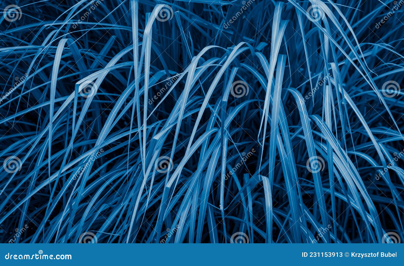 Blue Broadleaf Grass with Visible Detail. Background or Texture Stock ...