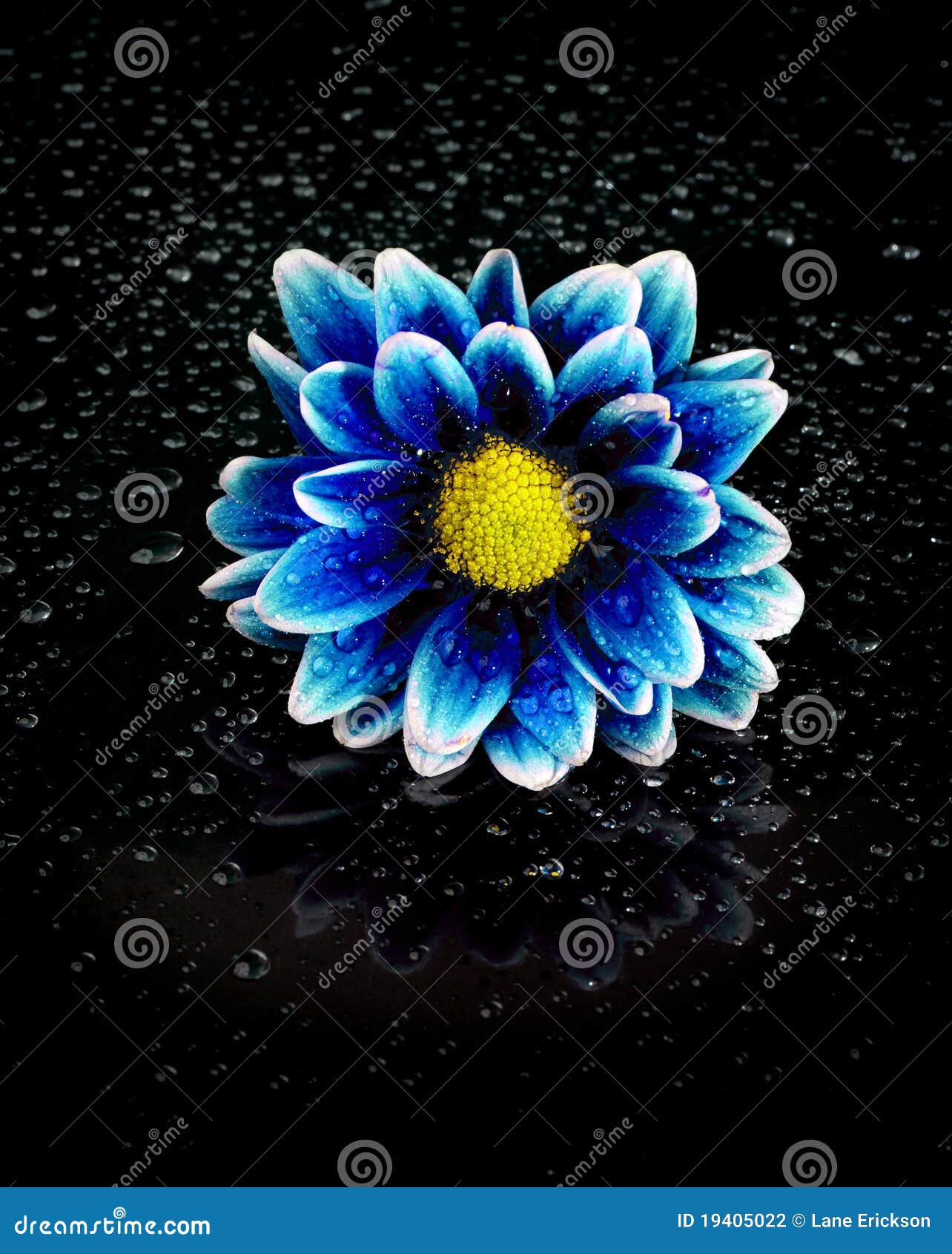 Blue and Brooding Flower on Water Drops Stock Photo - Image of frame ...