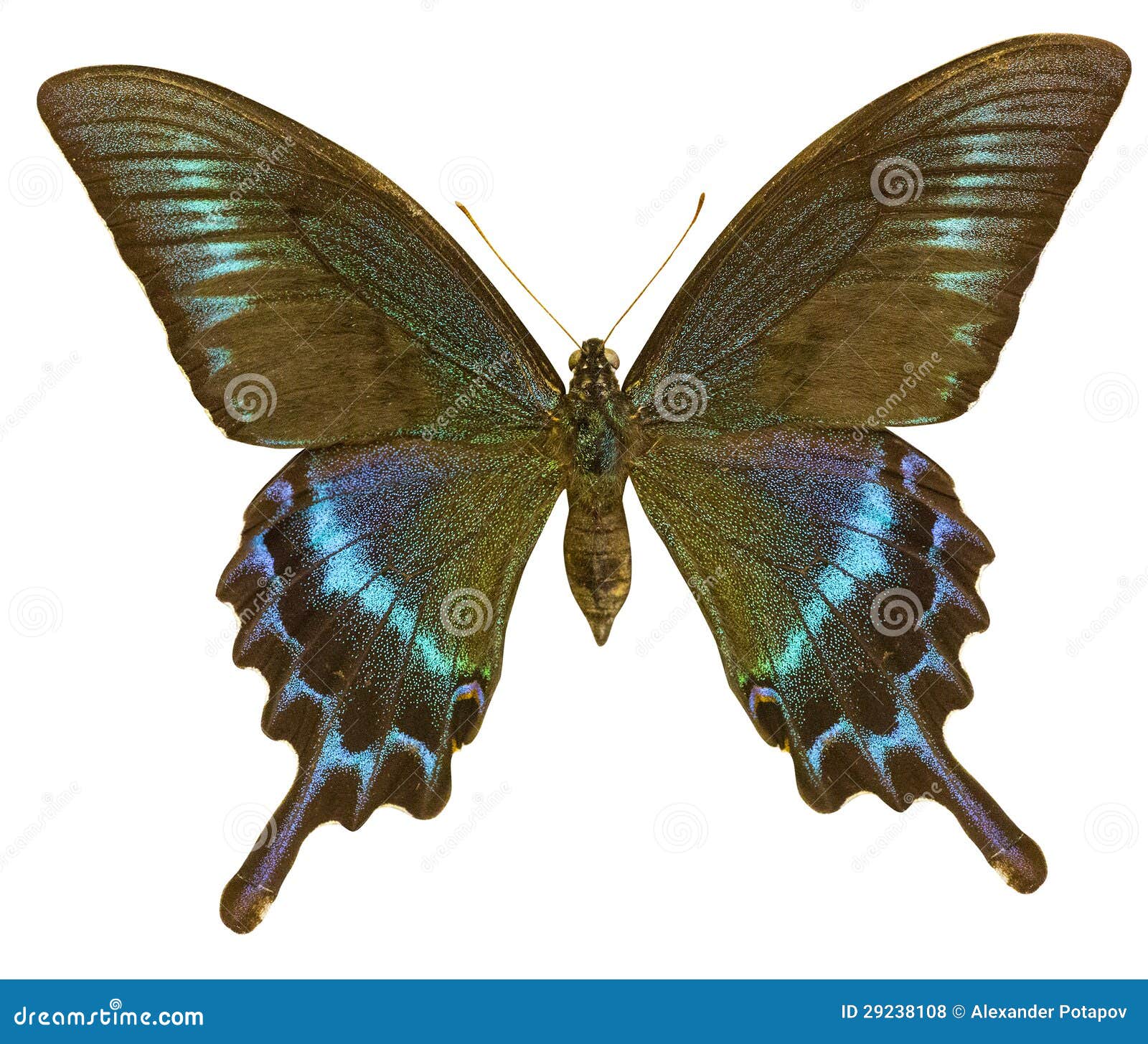 Blue and Brown Butterfly Isolated on White Stock Photo - Image of moths ...