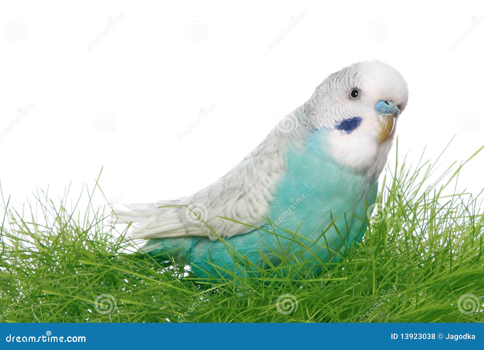 Blue budgerigar stock photo. Image of lovebird, budgerigar - 13923038