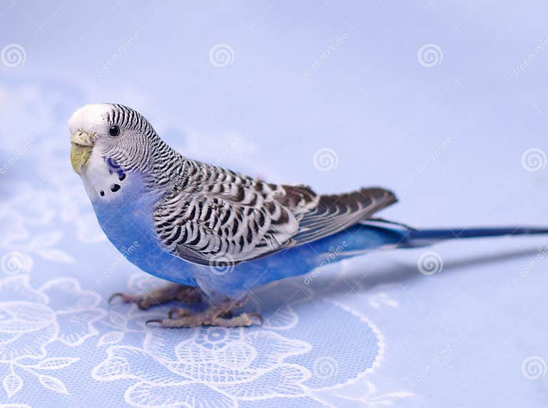 Blue budgerigar stock photo. Image of popinjay, domestic - 16788500