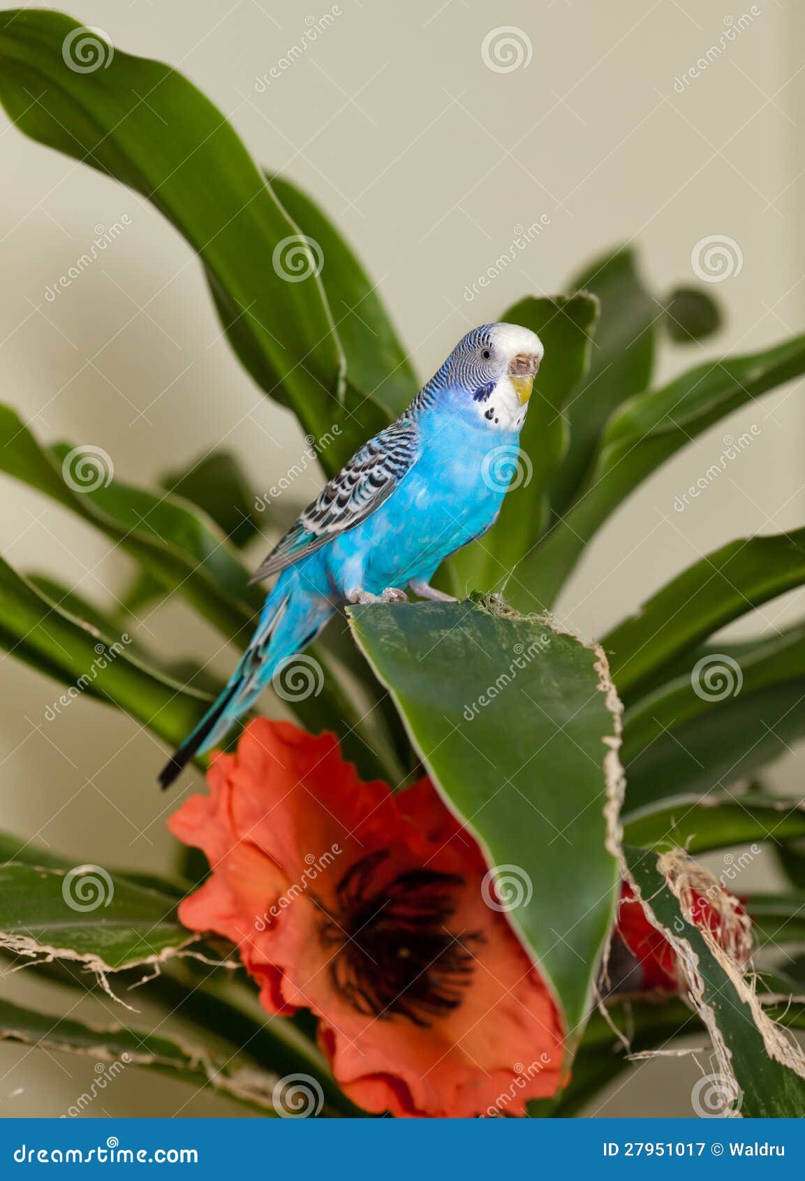 Blue budgie stock image. Image of budgy, animal, leaves - 27951017