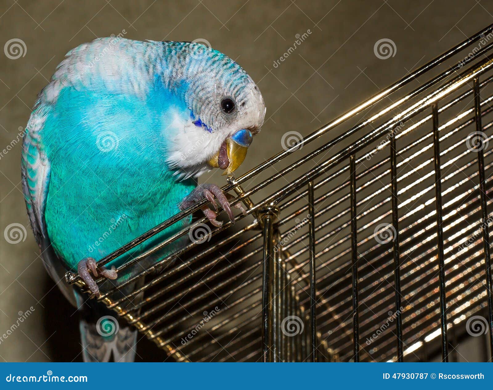 Blue budgie bird on cage stock image. Image of closeup - 47930787
