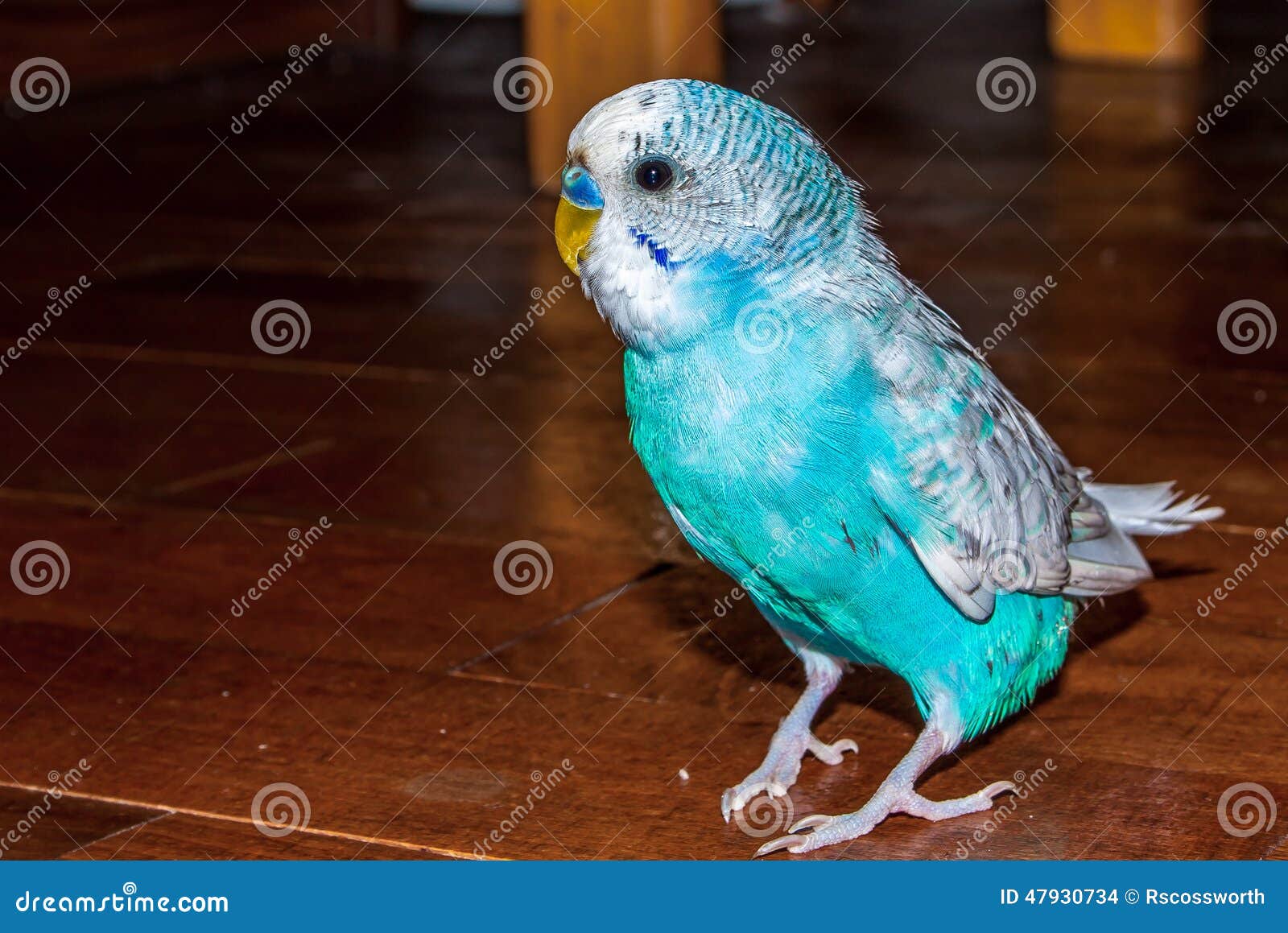 Blue budgie bird stock photo. Image of plumage, budgie - 47930734