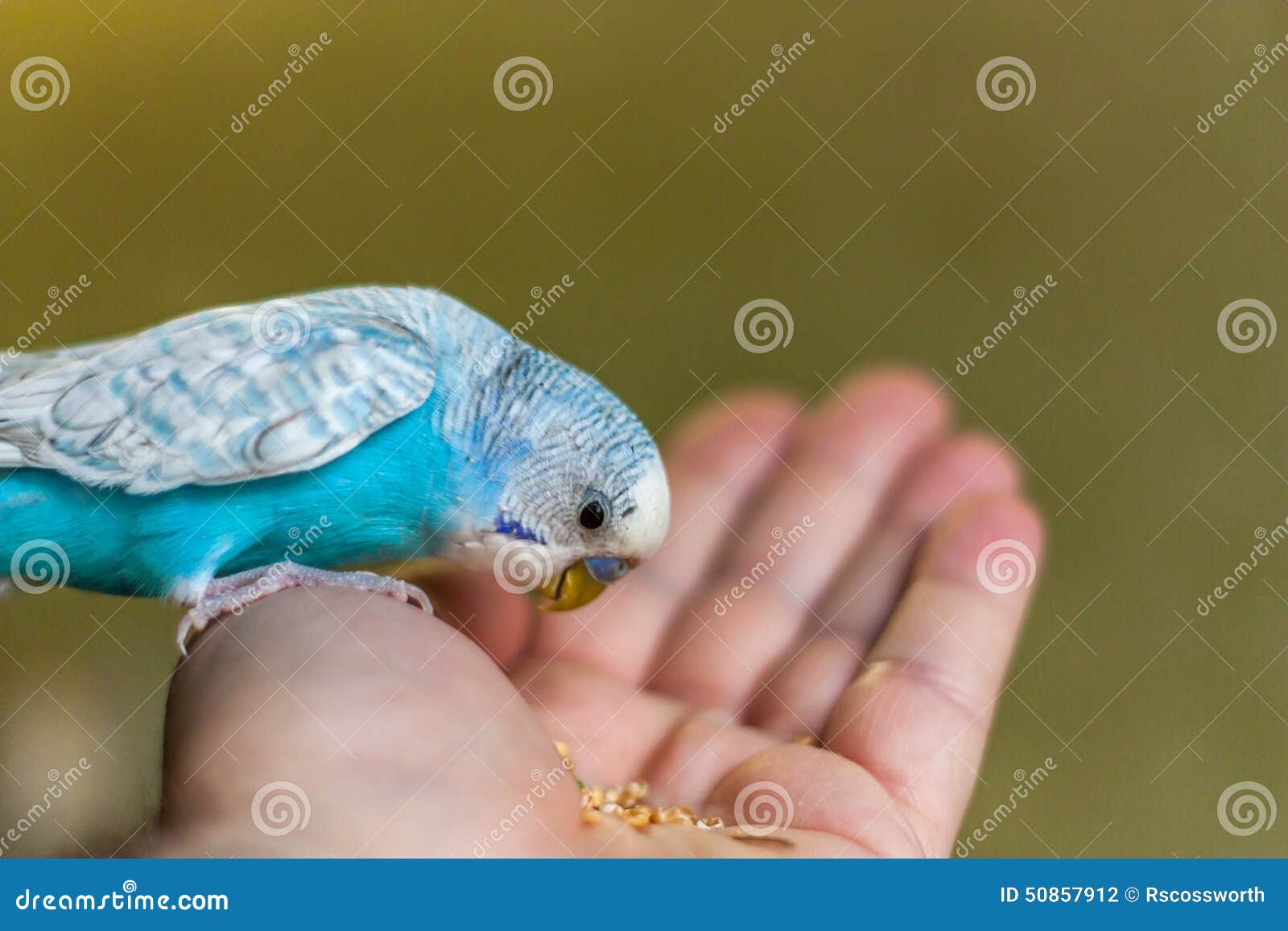 Blue Budgie Royalty-Free Stock Photography | CartoonDealer.com #19533401