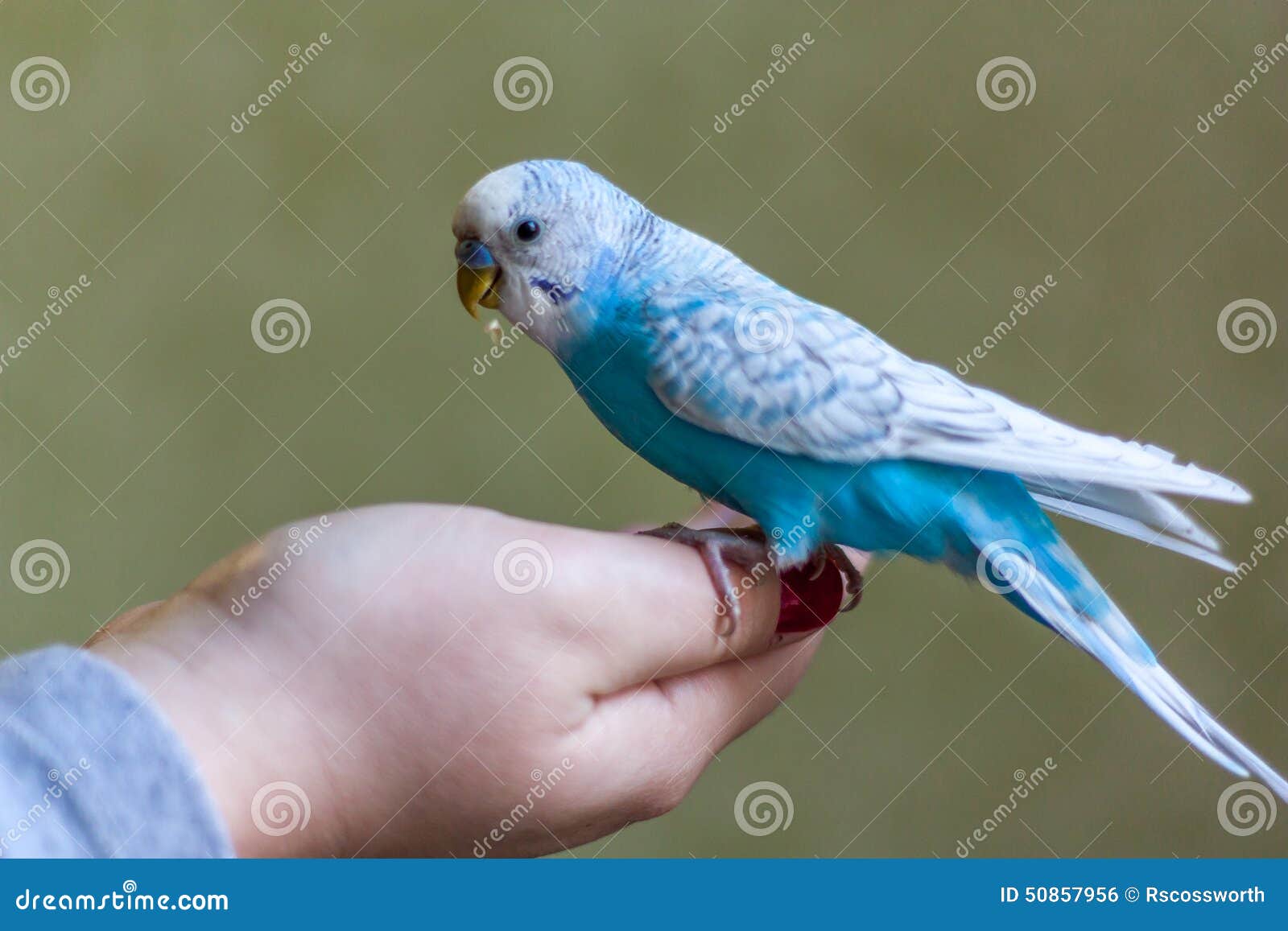 Blue Budgie Royalty-Free Stock Photography | CartoonDealer.com #19533401