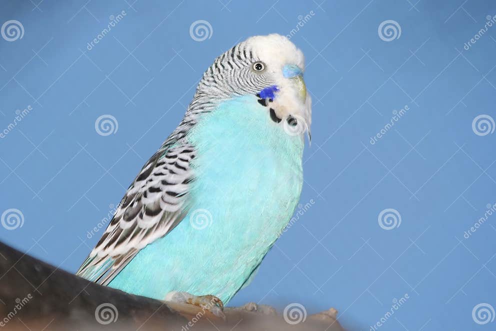 Blue Budgie bird Portrait stock image. Image of parrot - 5003445