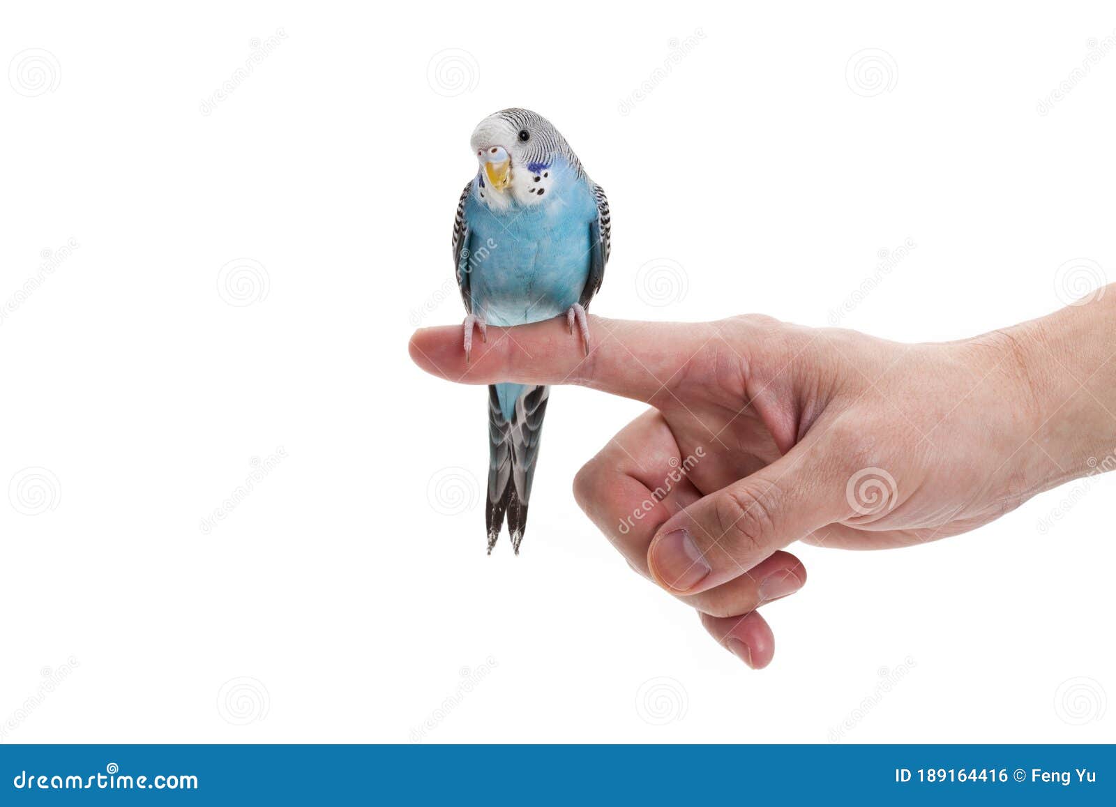 Blue budgie bird stock photo. Image of studio, isolated - 189164416