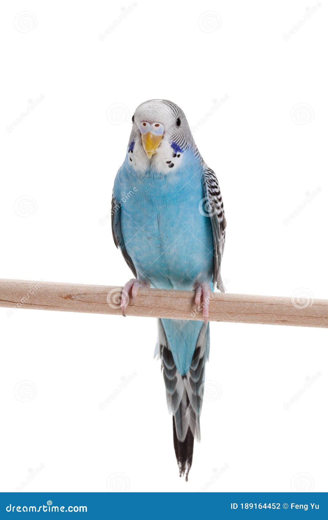 Blue budgie bird stock photo. Image of studio, budgie - 189164452