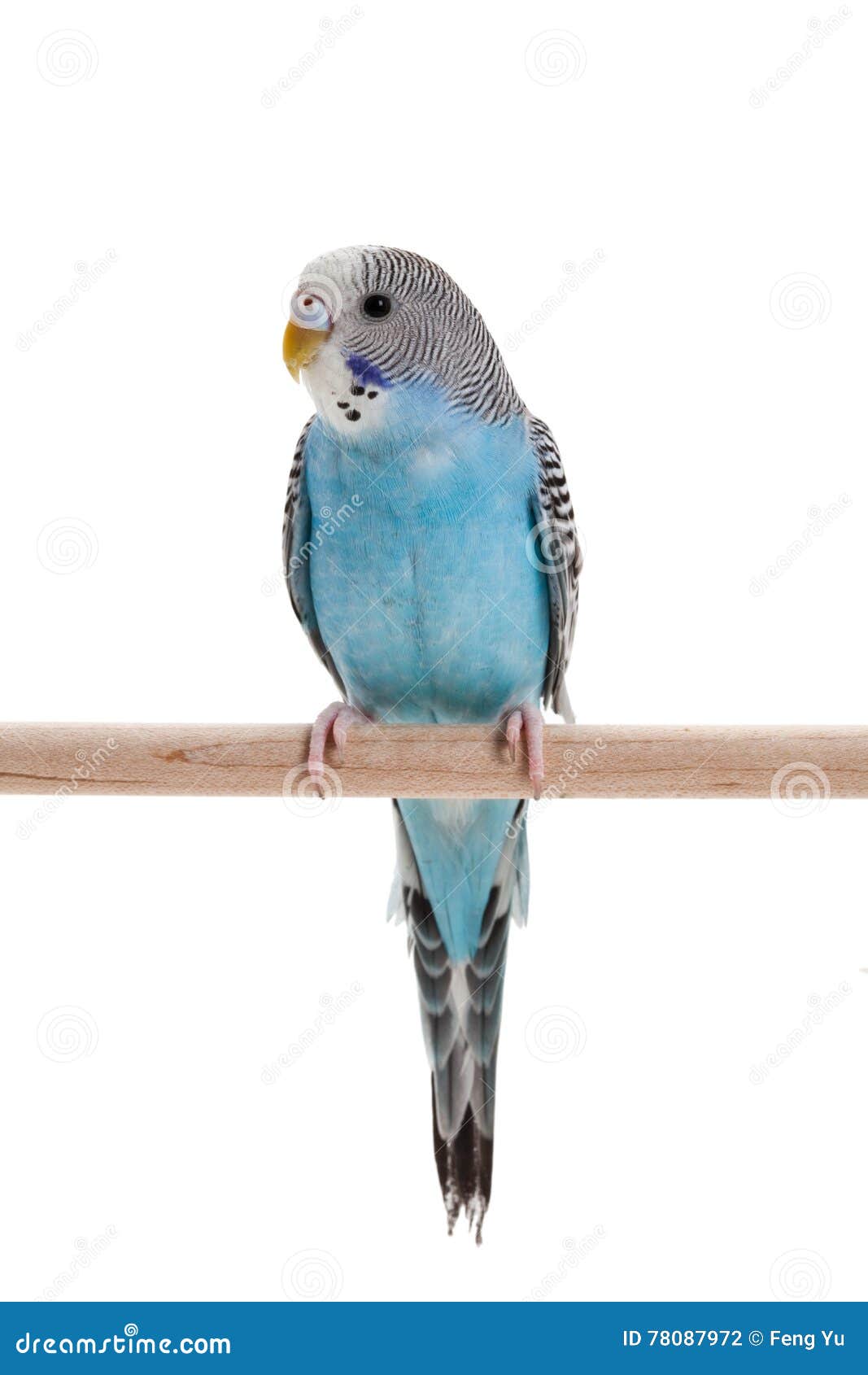 Blue budgie stock photo. Image of parakeet, shot, white - 78087972