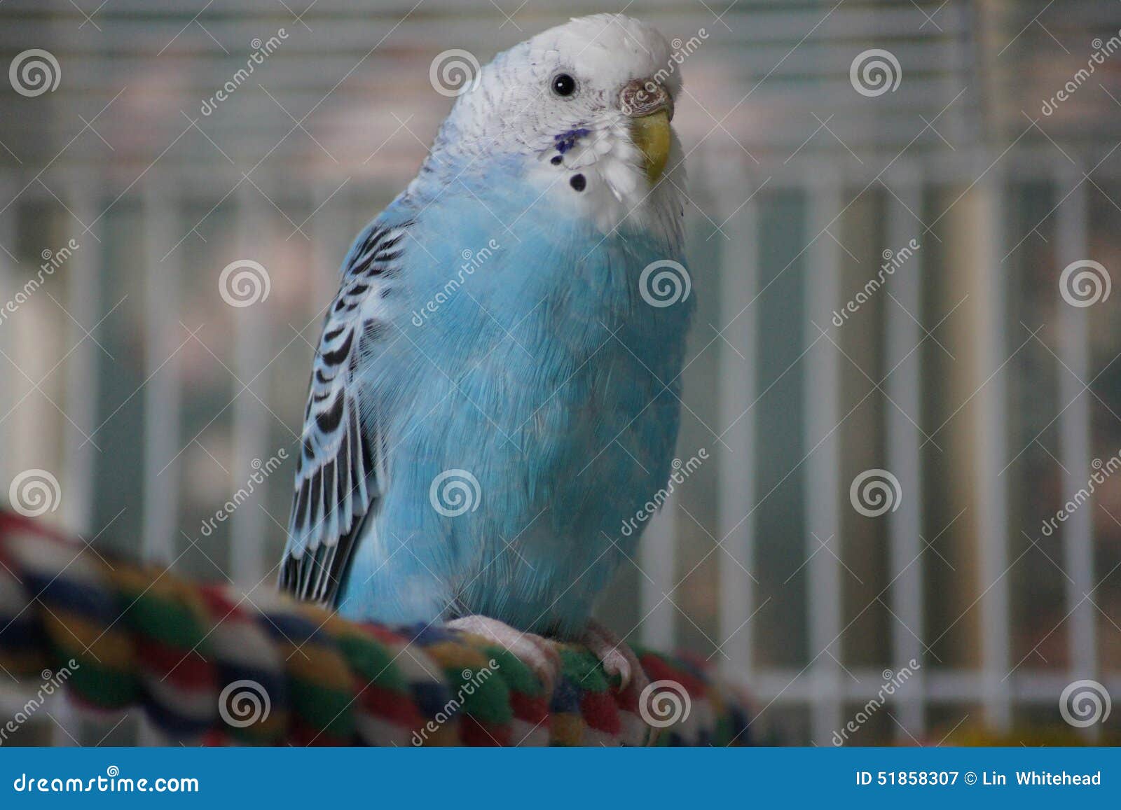 Blue Budgie on Colorful Perch. Stock Image - Image of friends, resting ...