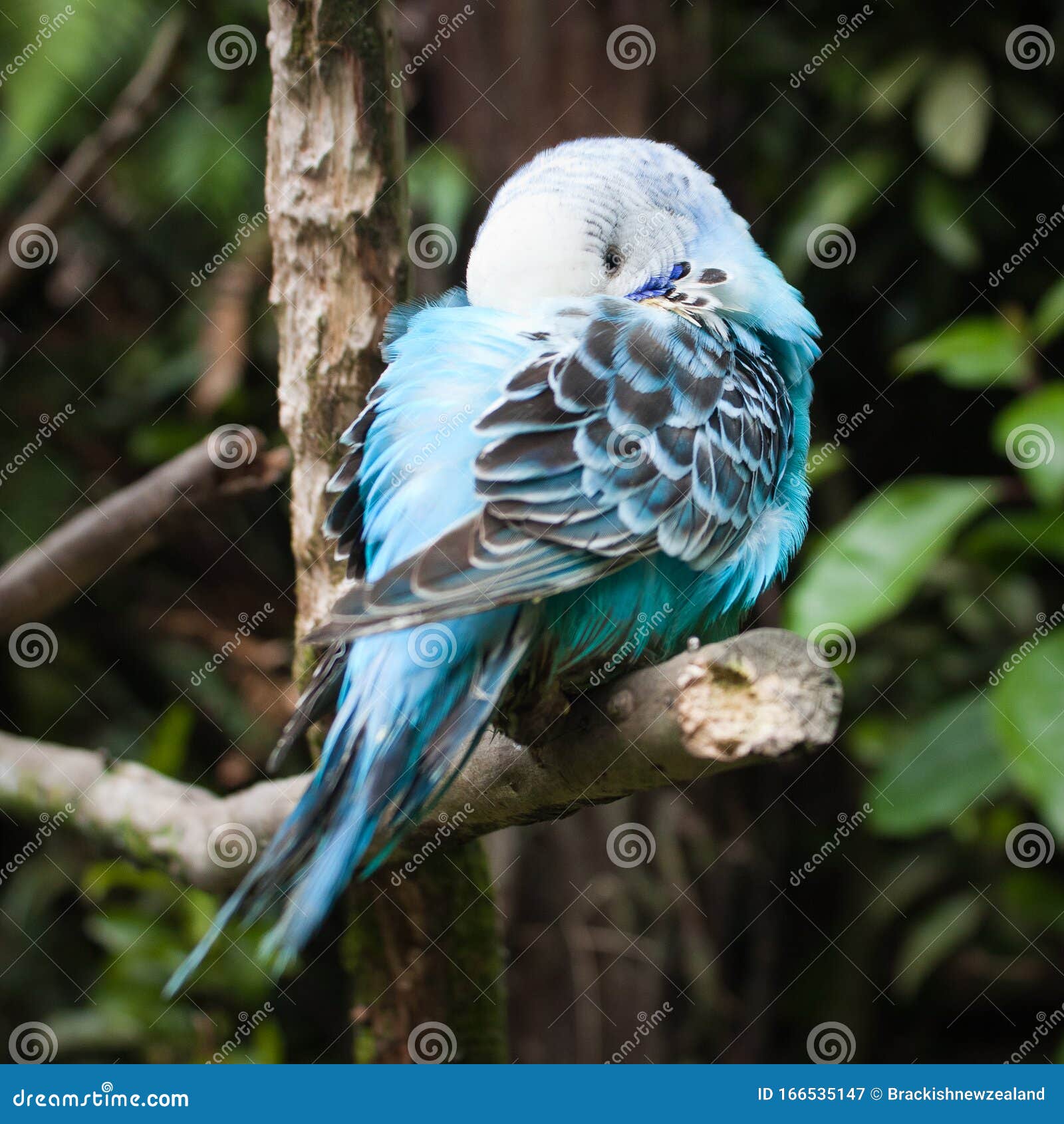 Blue Budgie stock image. Image of colorful, tucked, cute - 166535147