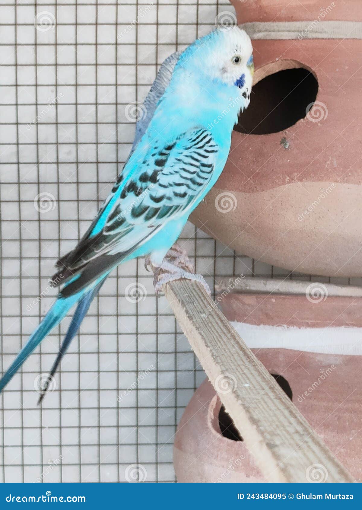 Blue budgie parrot stock image. Image of macaw, branch - 243484095