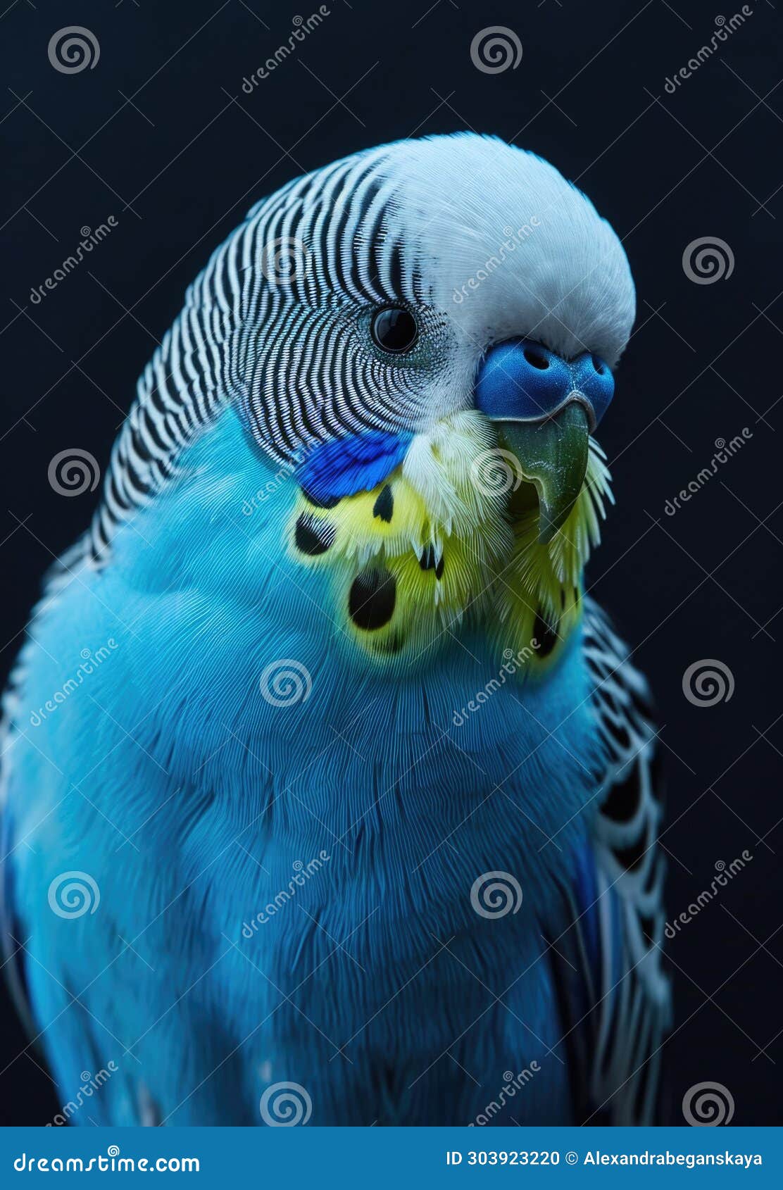 Blue Budgie, Portrait of a Bird Stock Illustration - Illustration of ...
