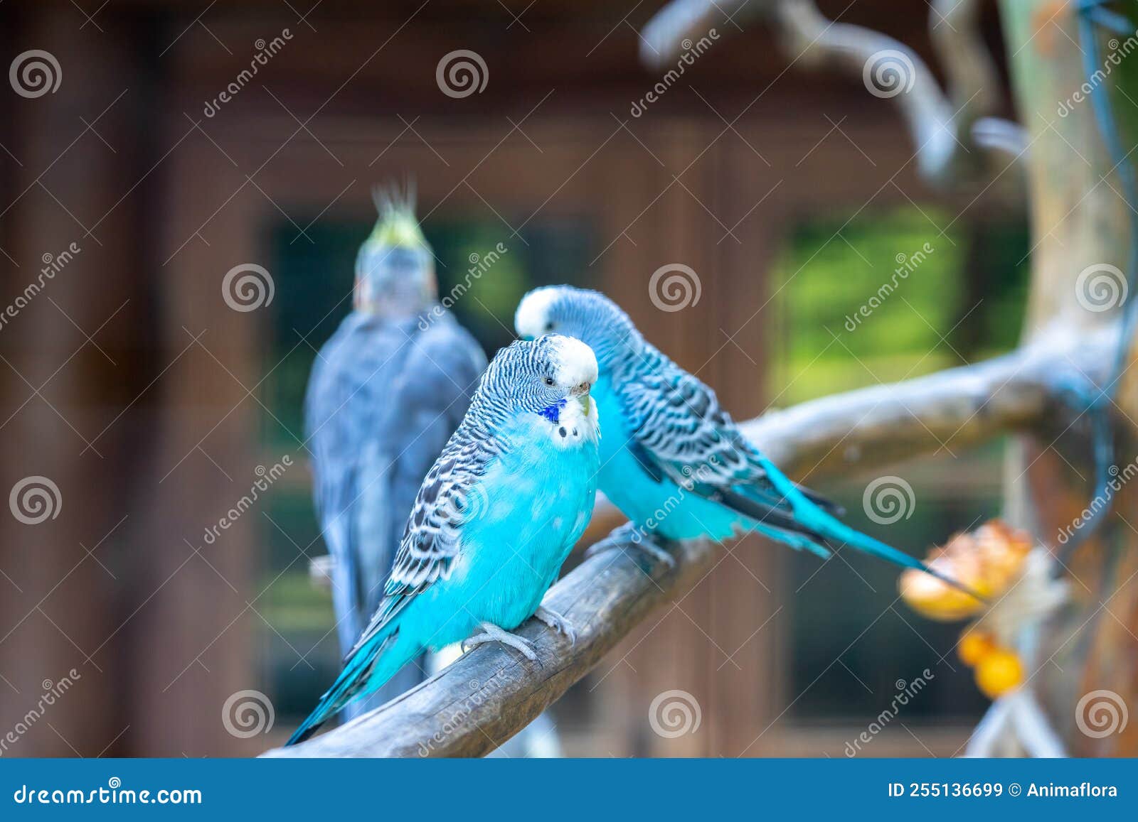 Blue budgies in an aviary stock image. Image of cute - 255136699