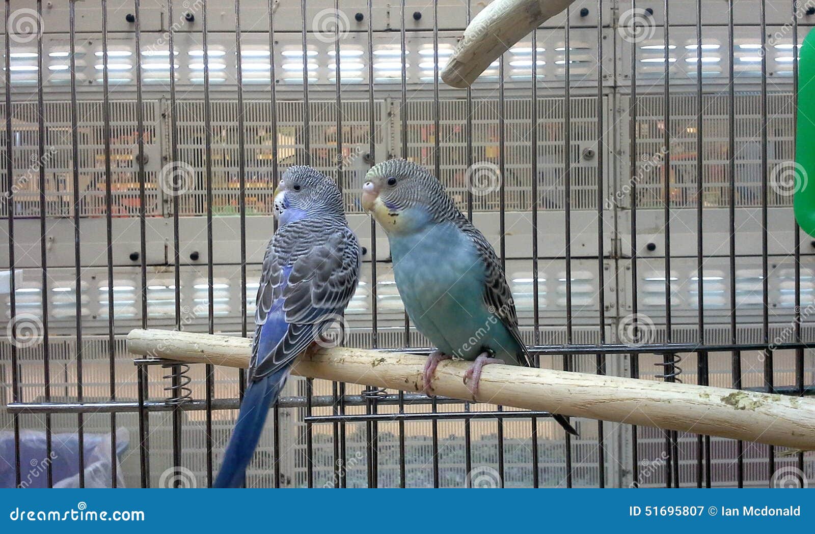 Blue Budgies stock image. Image of store, blue, birds - 51695807
