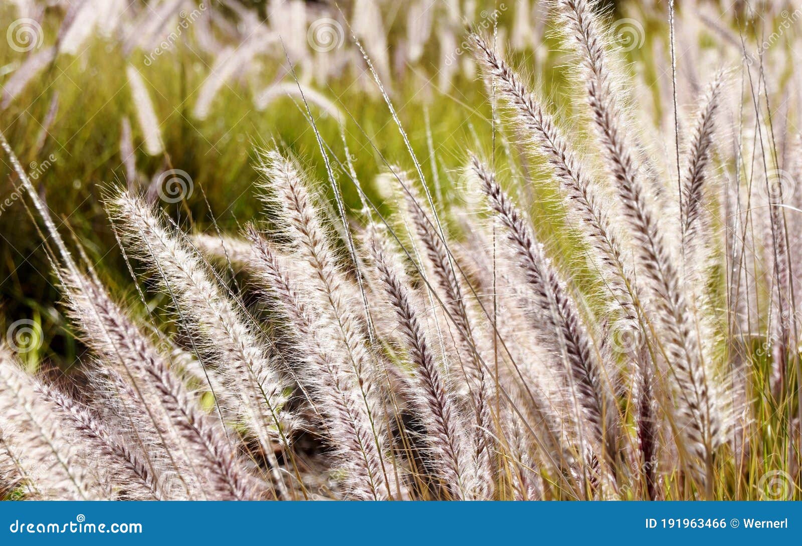 Blue buffalo grass stock photo. Image of white, flora - 191963466
