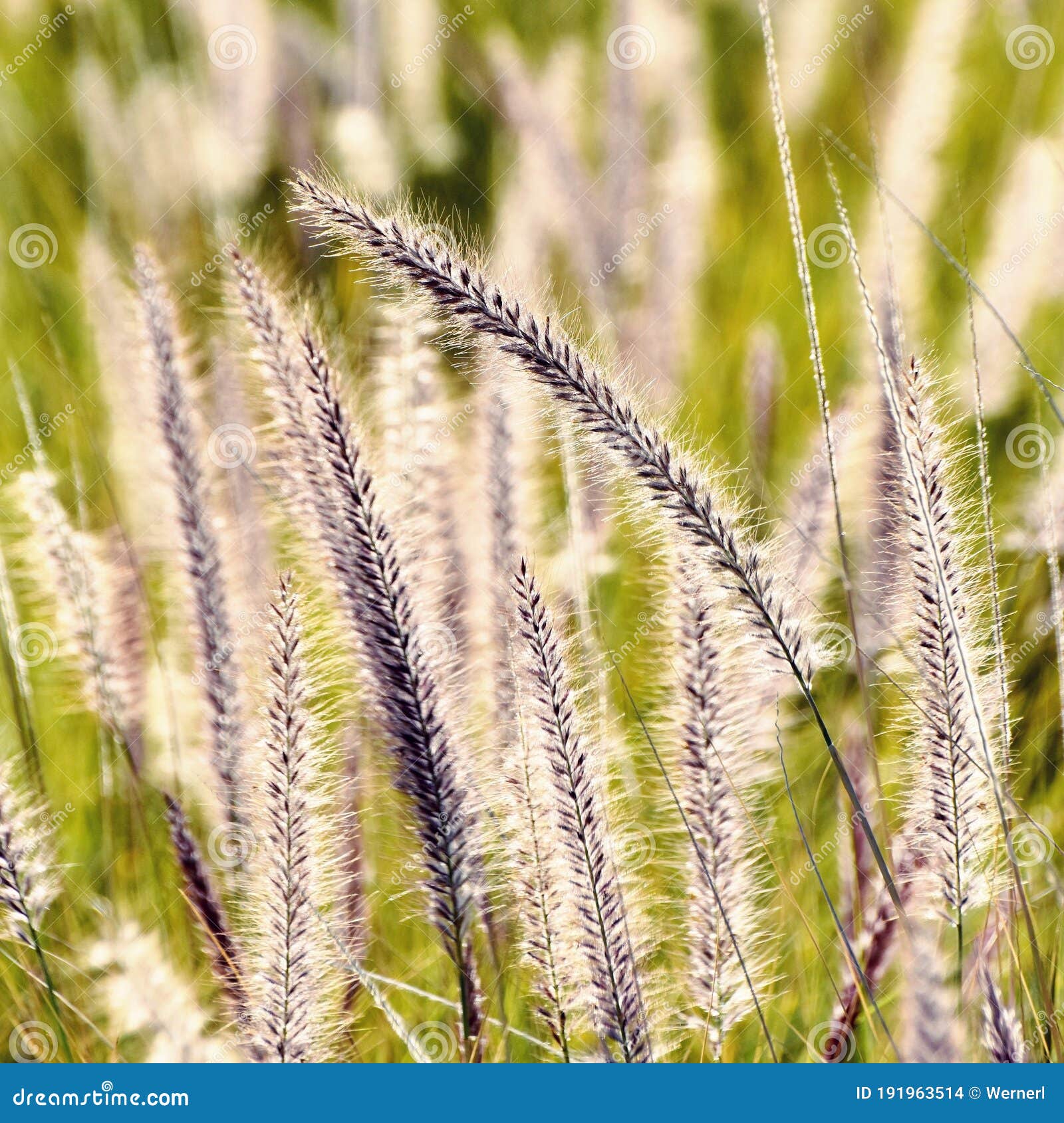 Blue buffalo grass stock photo. Image of garden, blue - 191963514