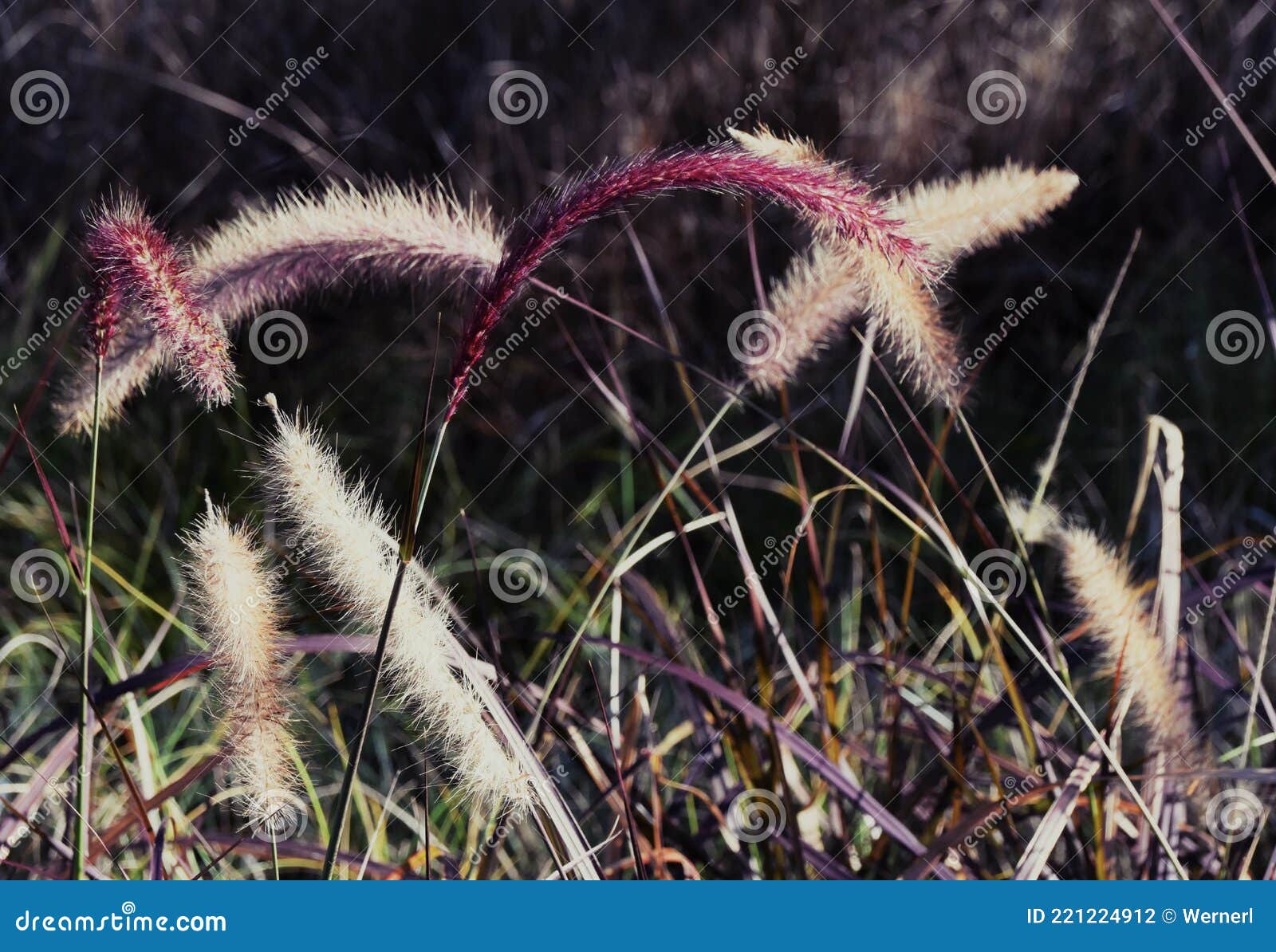 Blue buffalo grass stock photo. Image of morning, bright - 221224912