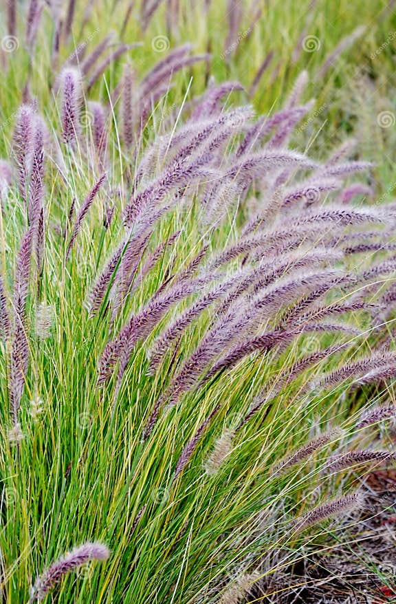 Blue buffalo grass stock photo. Image of green, areas - 31312302