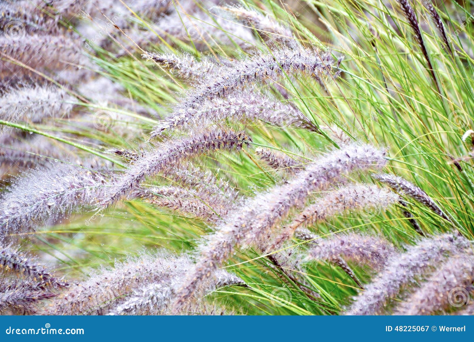 Blue Buffalo grass stock image. Image of sunrise, pink - 48225067
