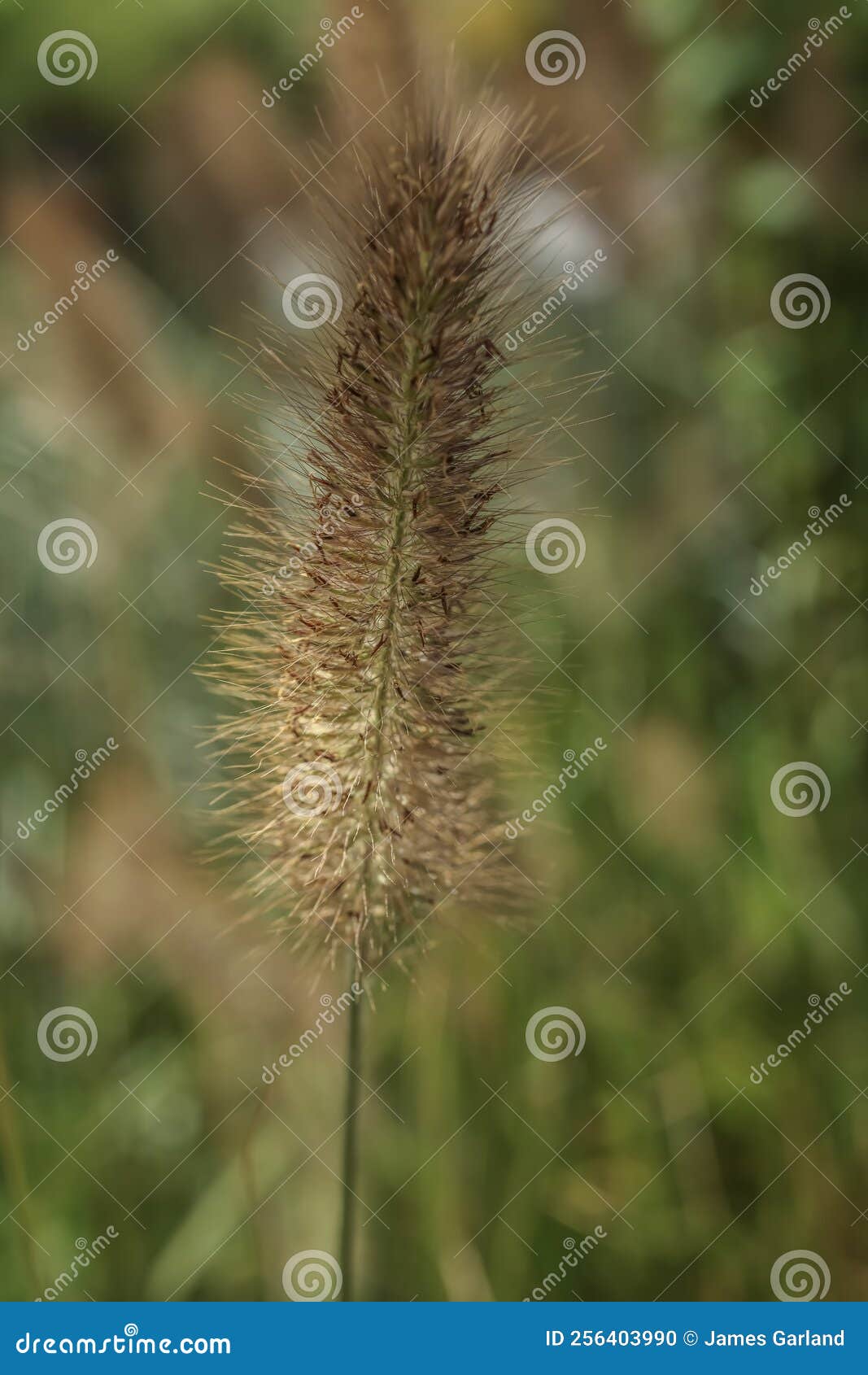 Blue Buffel Grass stock photo. Image of desert, summer - 256403990