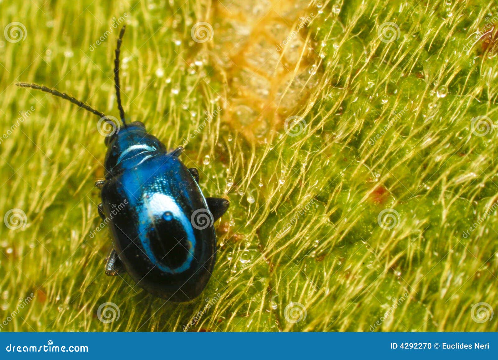 Blue Bug stock photo. Image of insect, life, macro, blue - 4292270