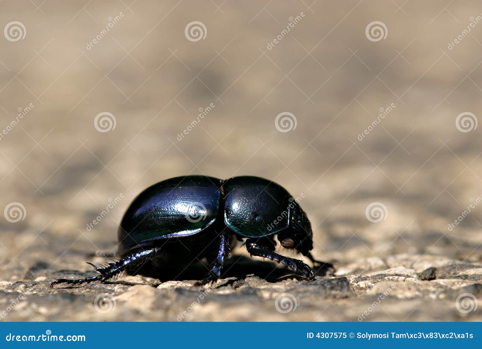 Blue bug stock image. Image of animal, cyan, road, closeup - 4307575