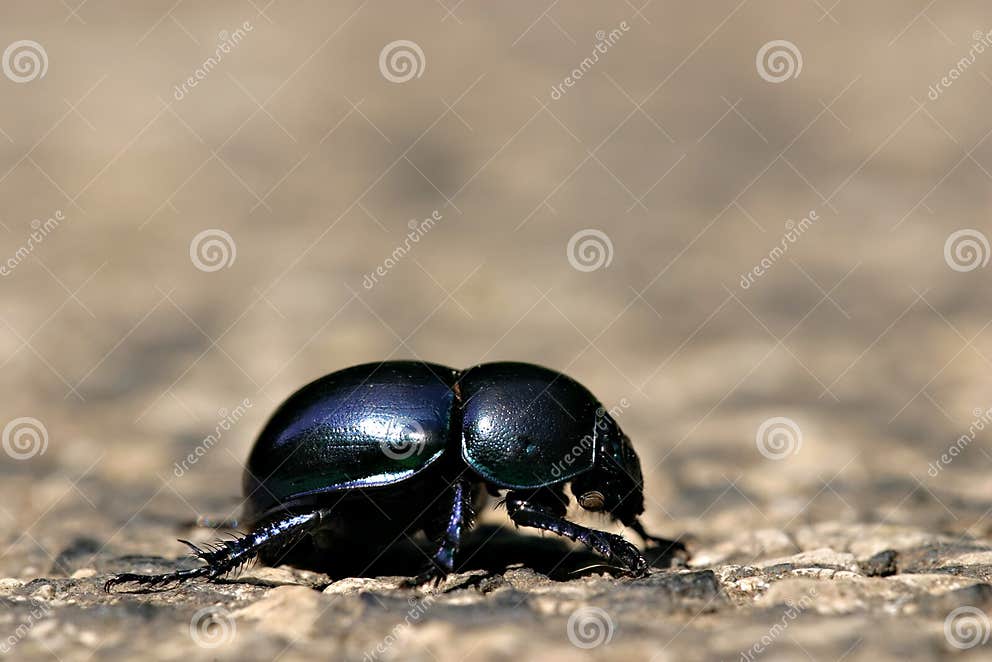 Blue bug stock image. Image of animal, cyan, road, closeup - 4307575