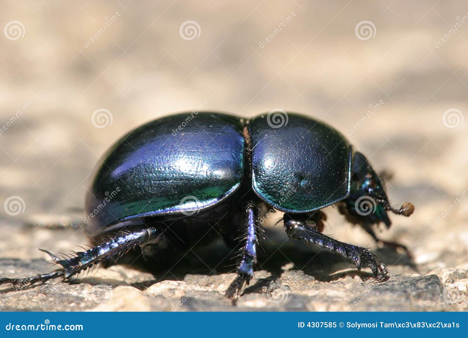 Blue bug closeup stock image. Image of dung, beetle, closeup - 4307585