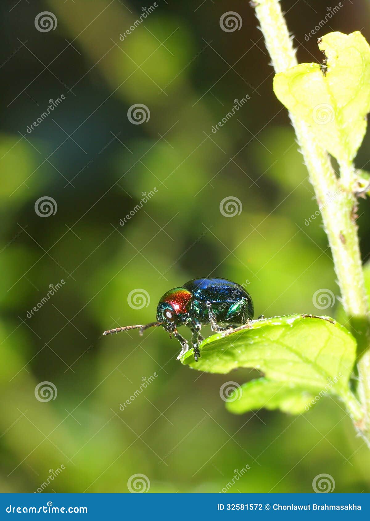 Blue bug on green leaves stock photo. Image of life, animals - 32581572