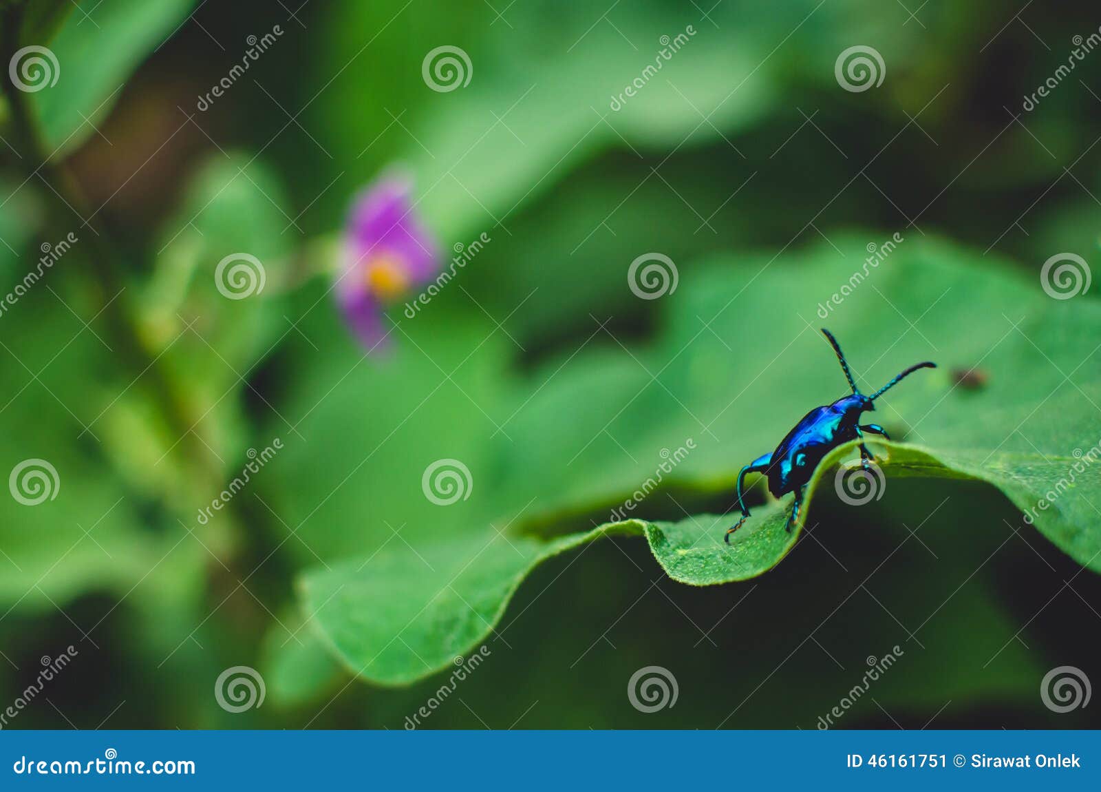 Blue bug on leaf stock image. Image of nature, tree, leaf - 46161751