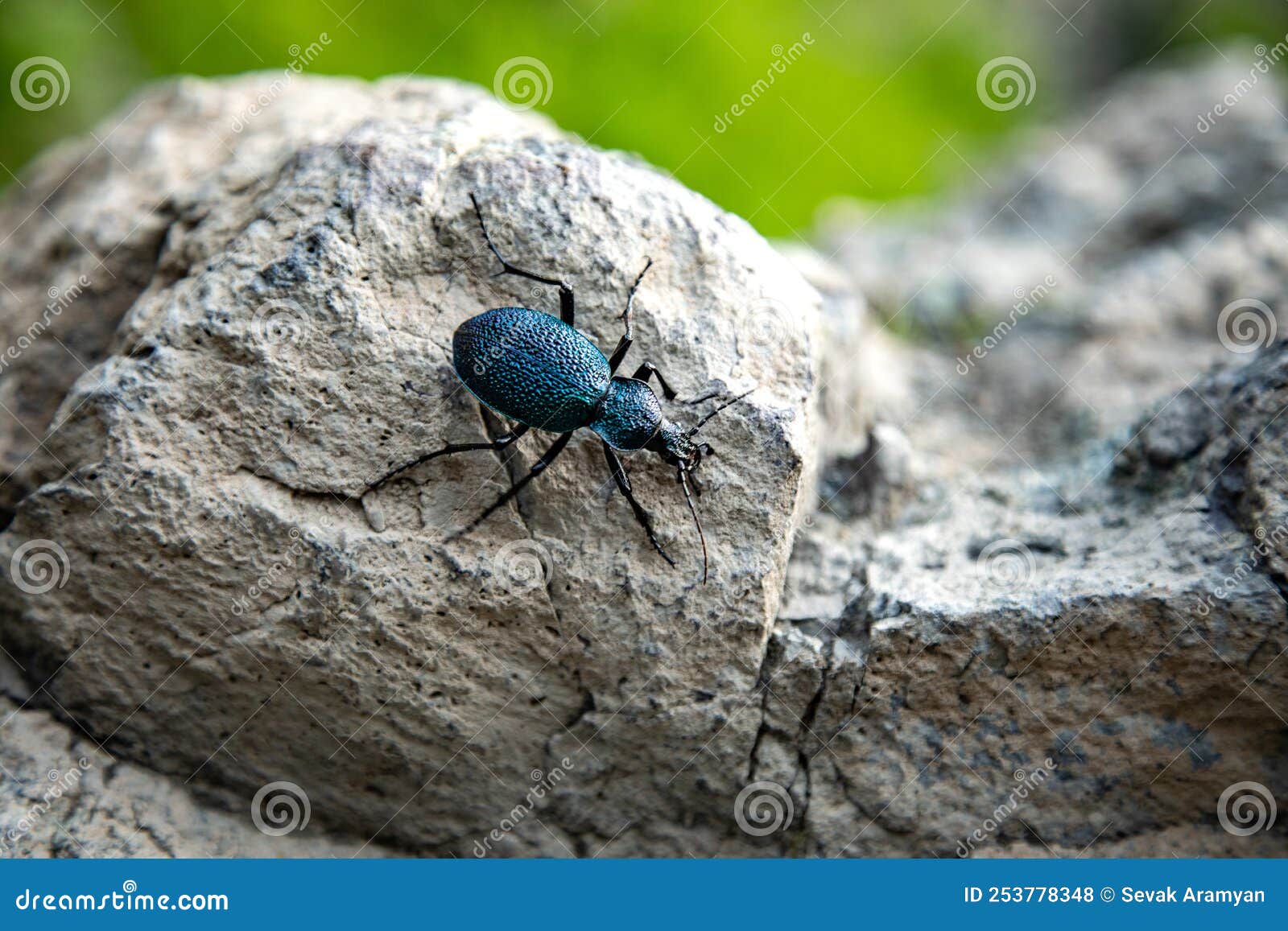 Blue bug in stone stock photo. Image of wildlife, animal - 253778348