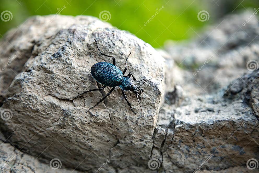 Blue bug in stone stock photo. Image of wildlife, animal - 253778348