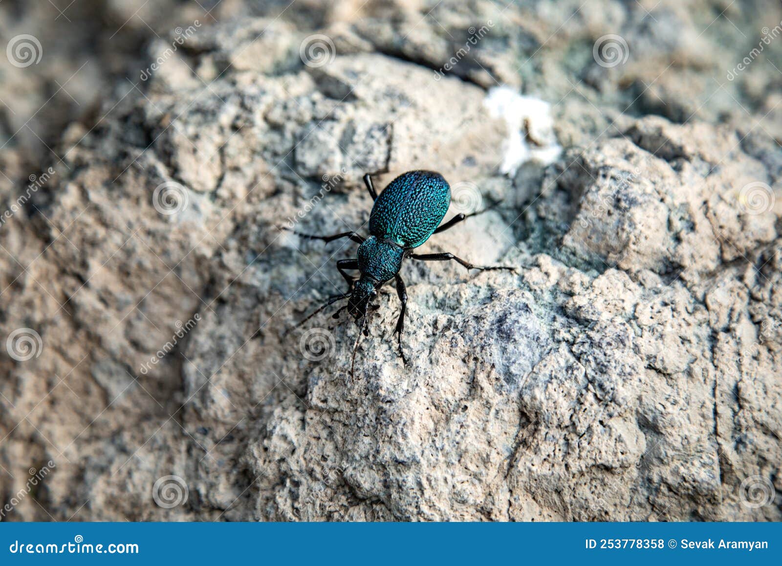 Blue bug in stone stock photo. Image of wildlife, entomology - 253778358
