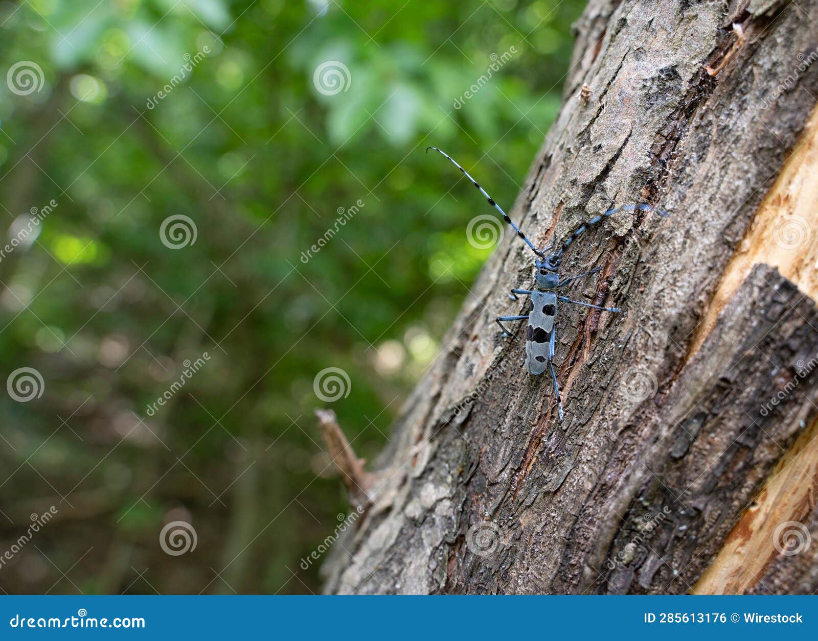 Blue Bug on Tree Trunk Near a Forest with Green Leaves Stock Photo ...