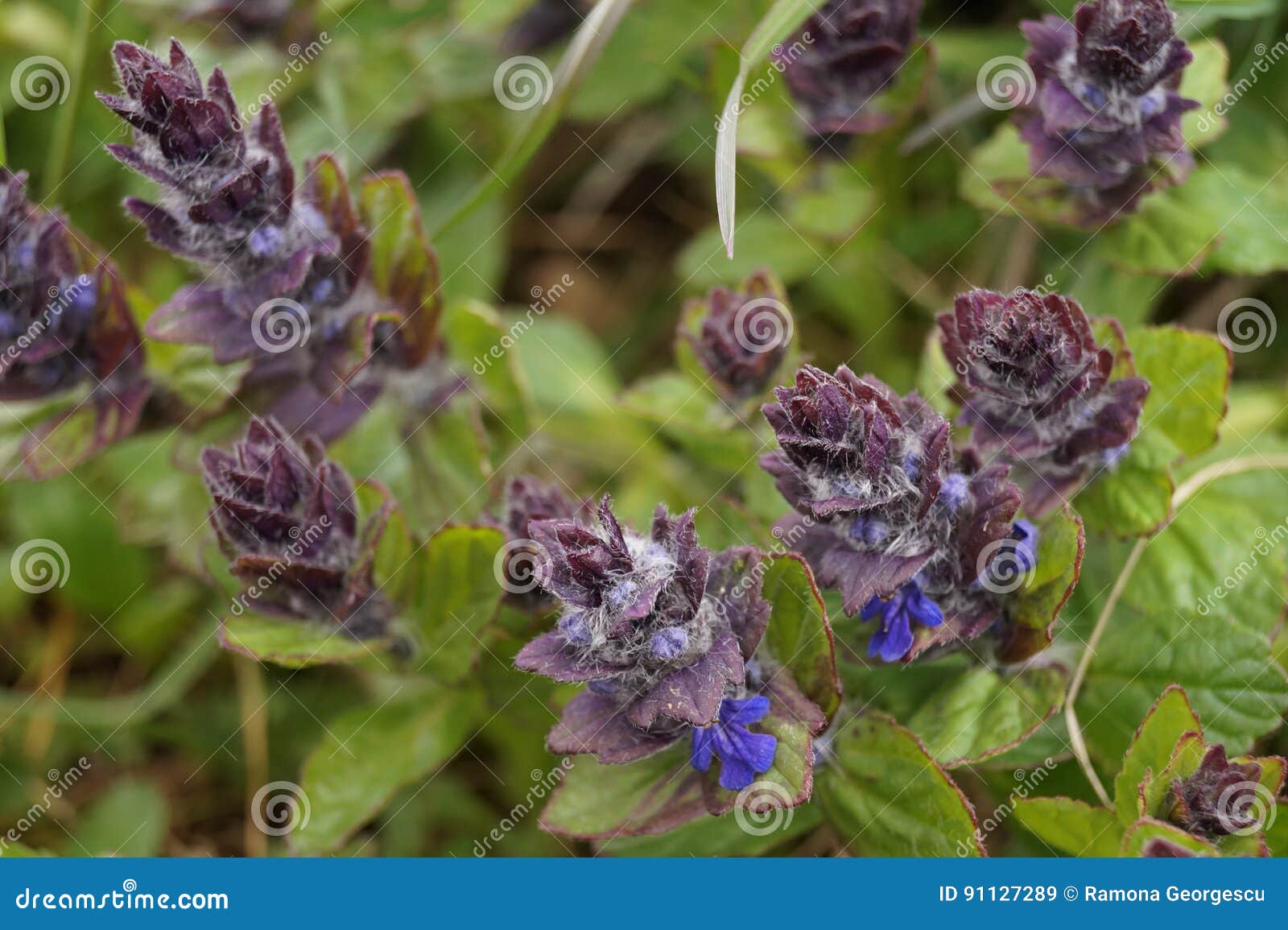 Blue bugle Ajuga reptans stock image. Image of colour - 91127289