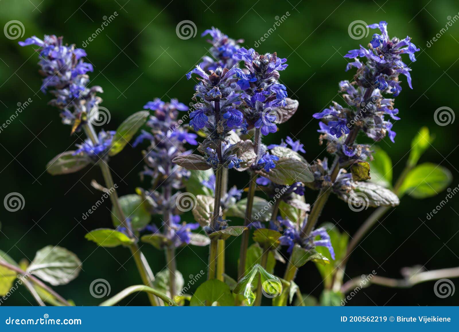 Blue bugle Ajuga reptans stock image. Image of blue - 200562219
