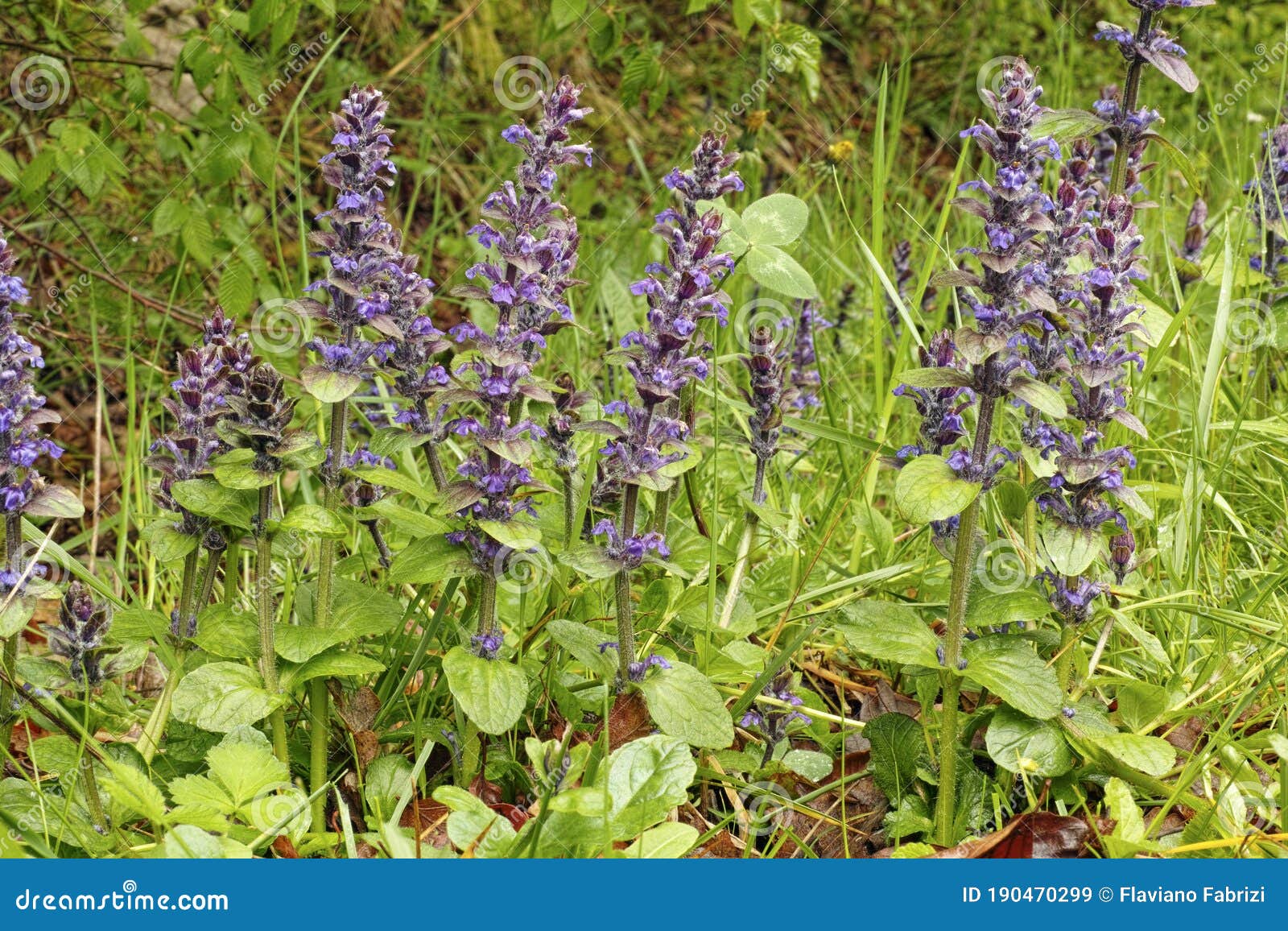 Blue bugle in bloom stock image. Image of natural, daylight - 190470299