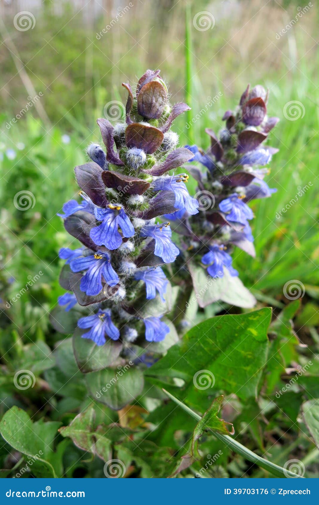 Blue Bugle or Bugleweed (Ajuga Reptans) Stock Photo - Image of ...