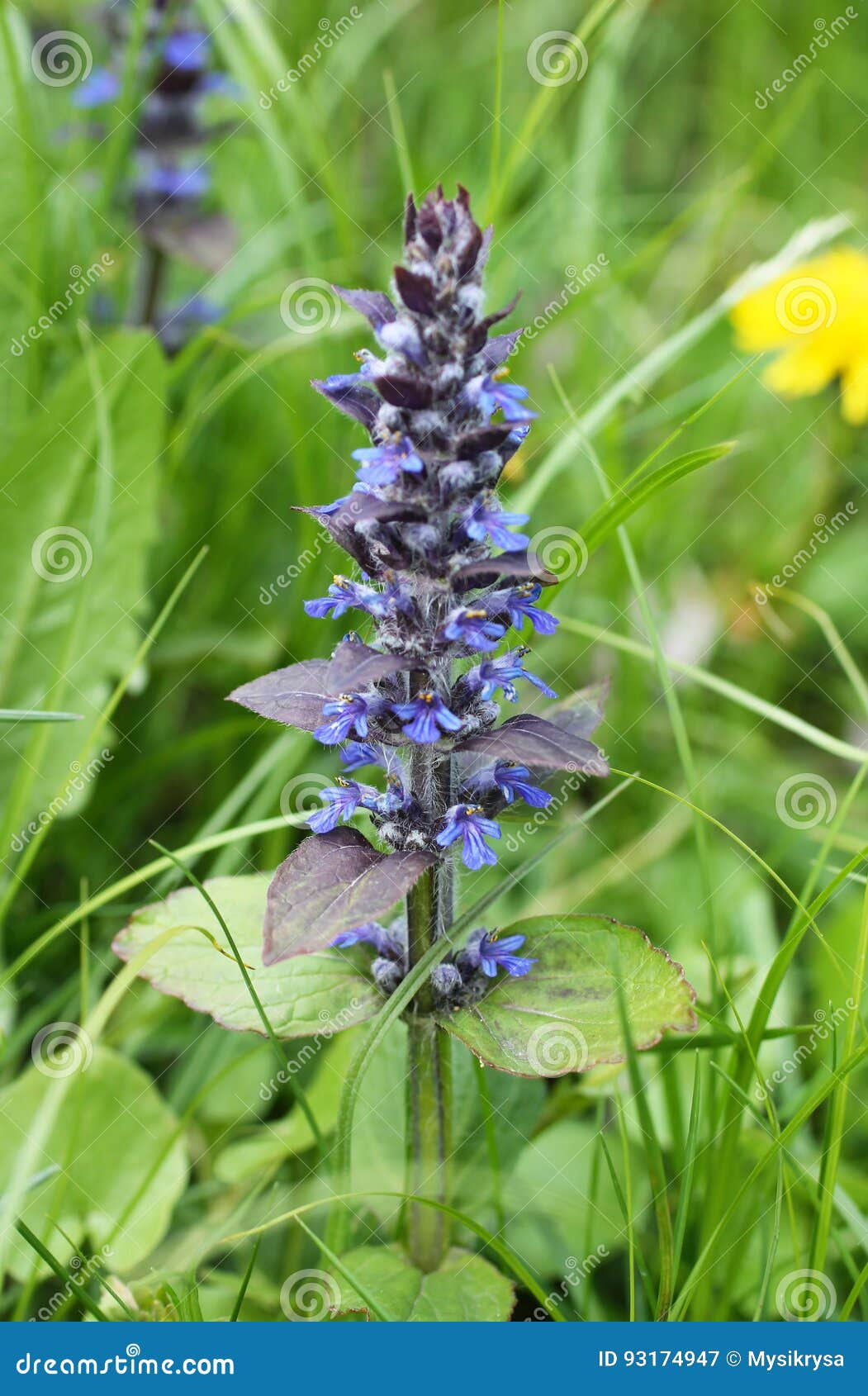 Blue bugle stock image. Image of nature, closeup, ecology - 93174947